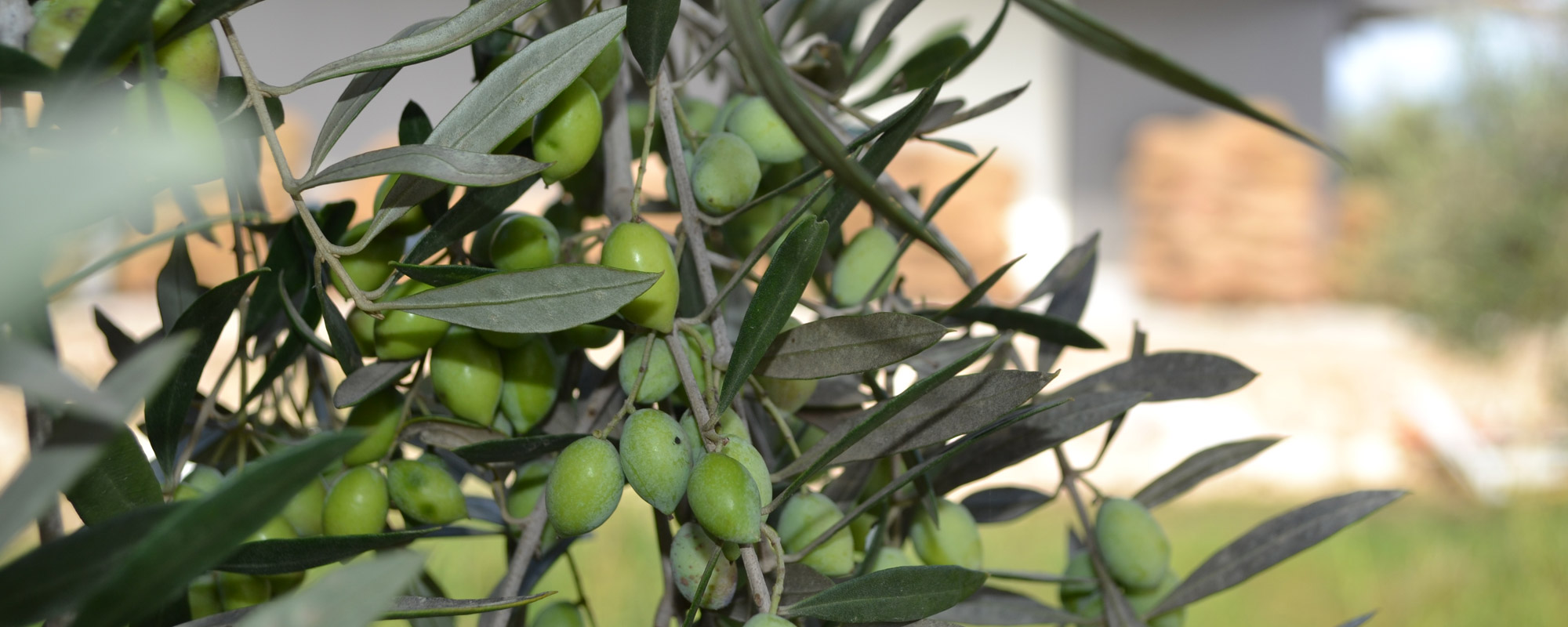 Extra virgin olive oil – OLYMPIAN GREEN